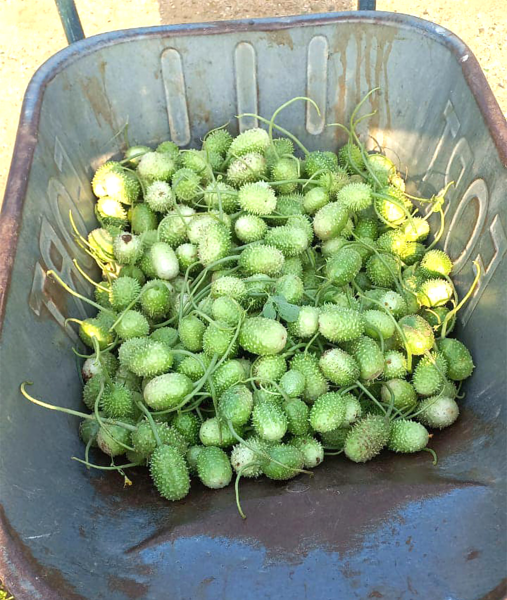 Algun comcomber chikito cultiva na Santa Rosa entrega na Cas pa nos ...