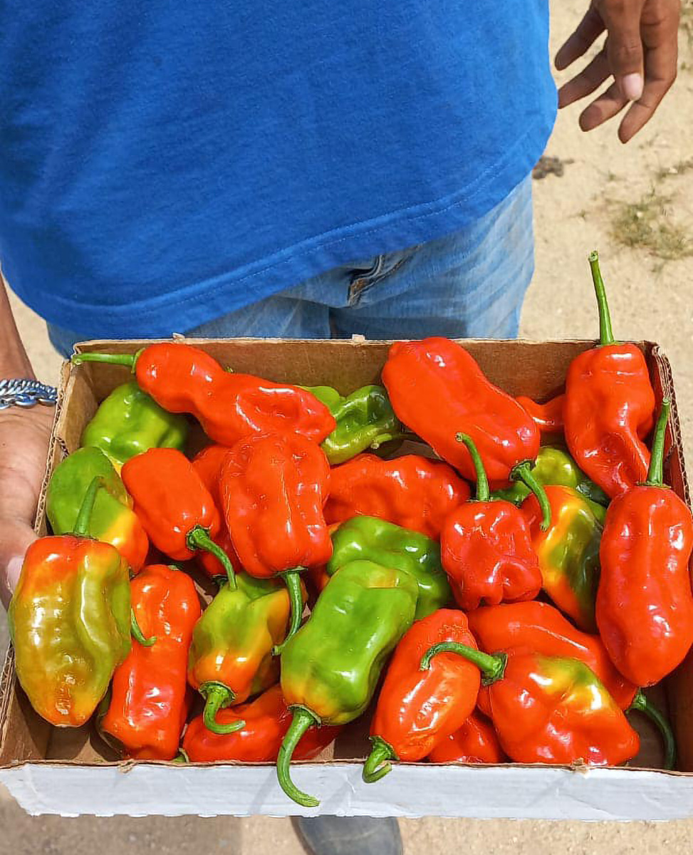 Algun comcomber chikito cultiva na Santa Rosa entrega na Cas pa nos ...