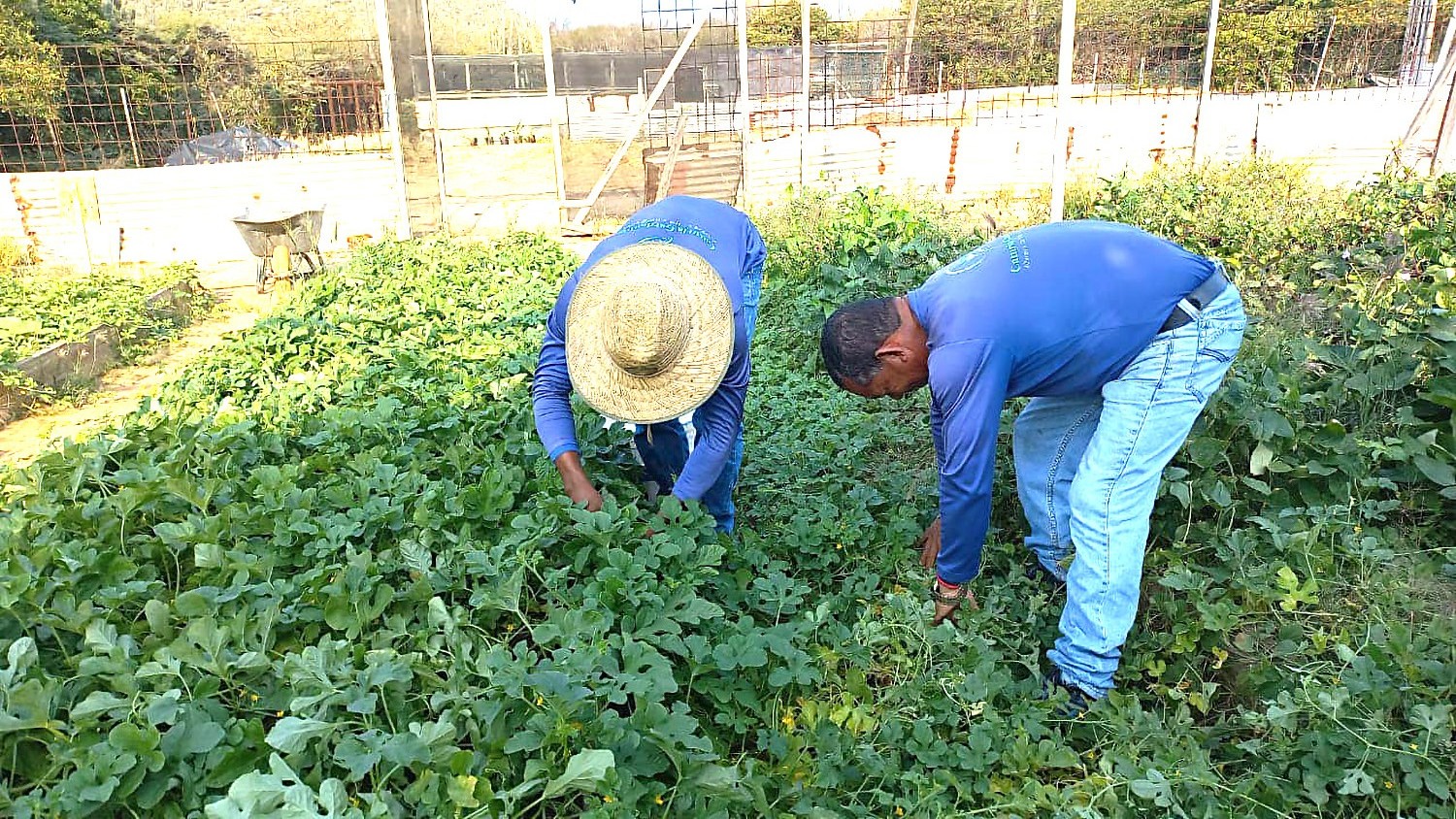 Algun comcomber chikito cultiva na Santa Rosa entrega na Cas pa nos ...