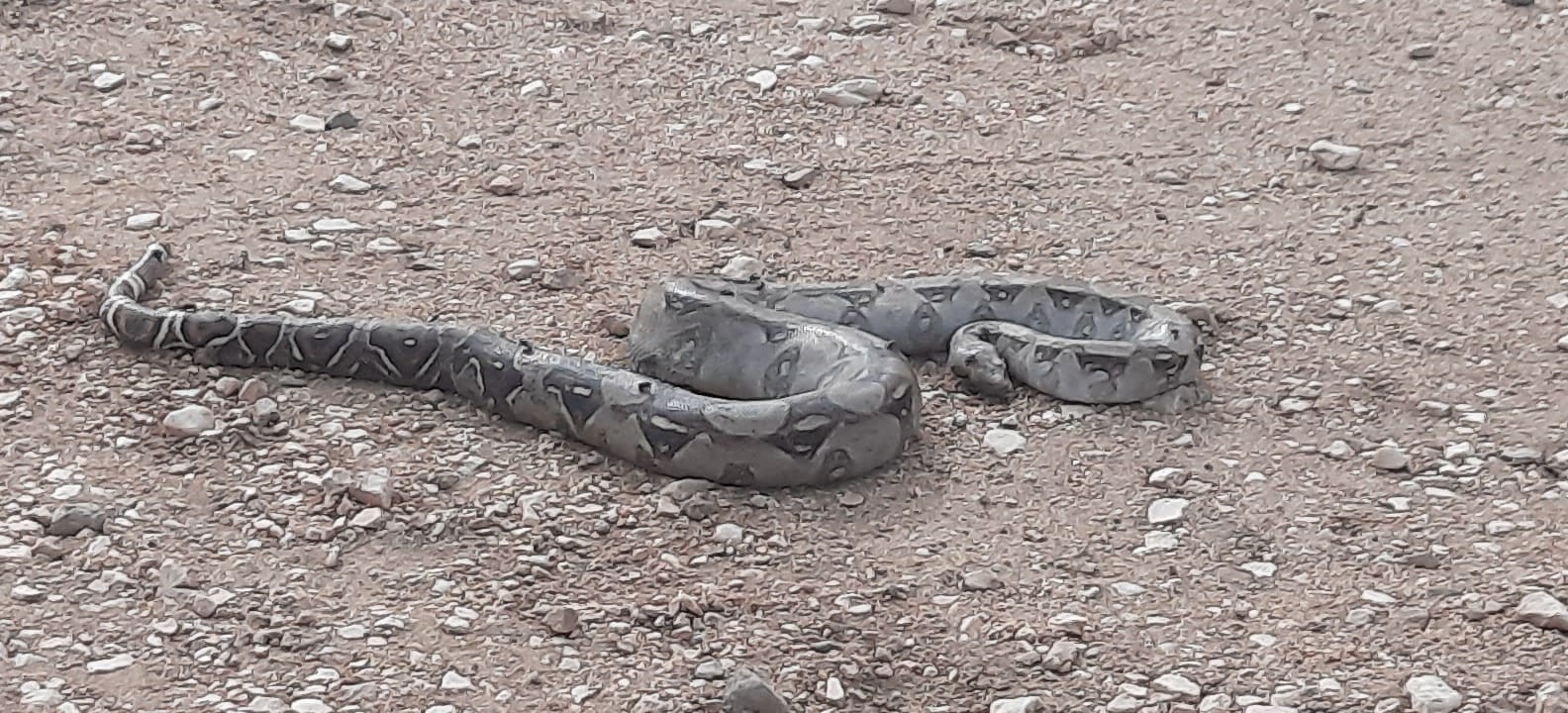 Diripiente ta notando mas movimento di Boa rond di Aruba