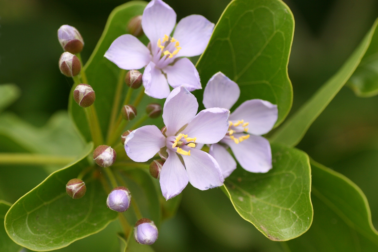 Fundacion Parke Nacional Aruba ta organiza un competencia di fotografia ...