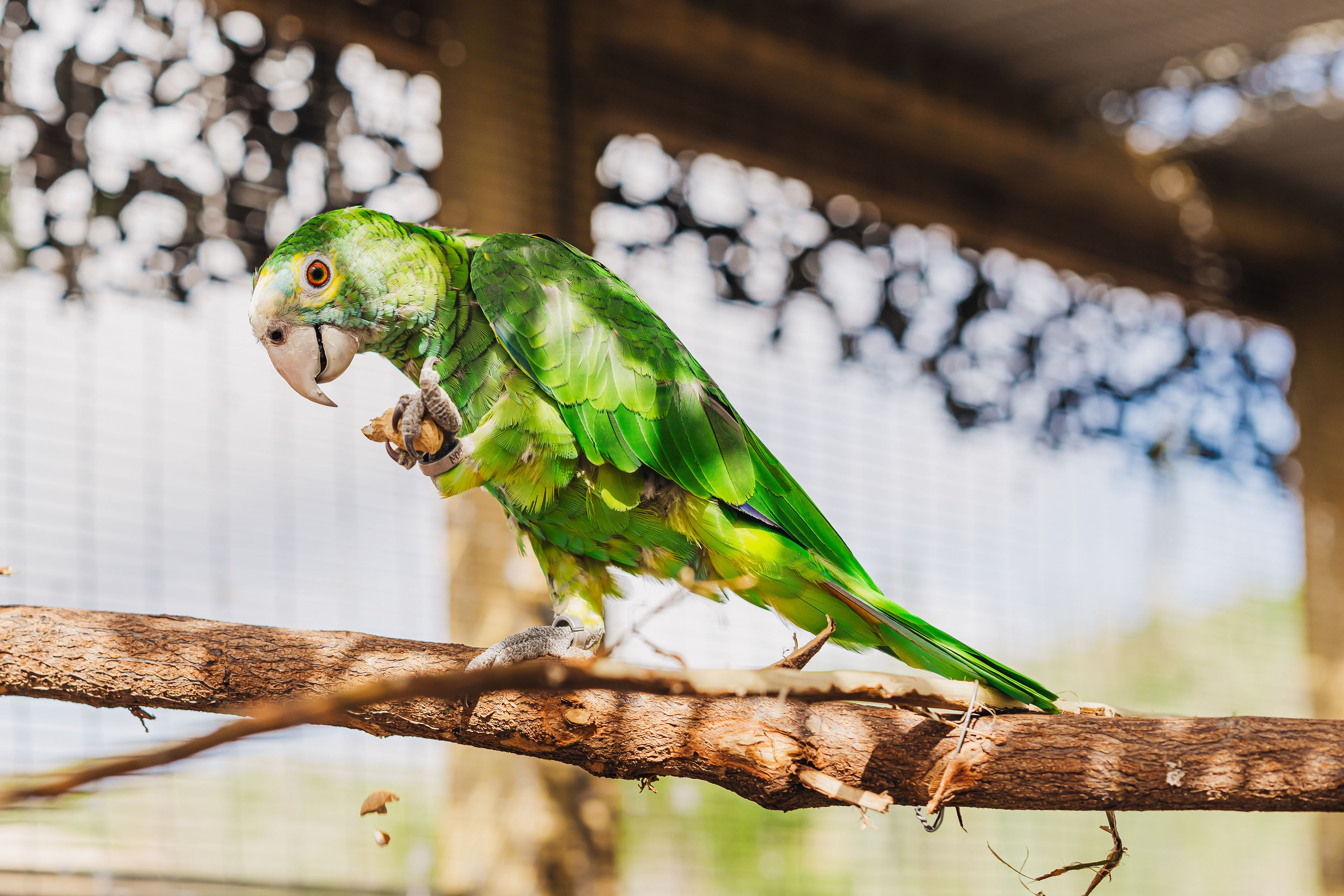 Fundacion Parke Nacional Aruba y partnernan cu proyecto pa reintroduci ...