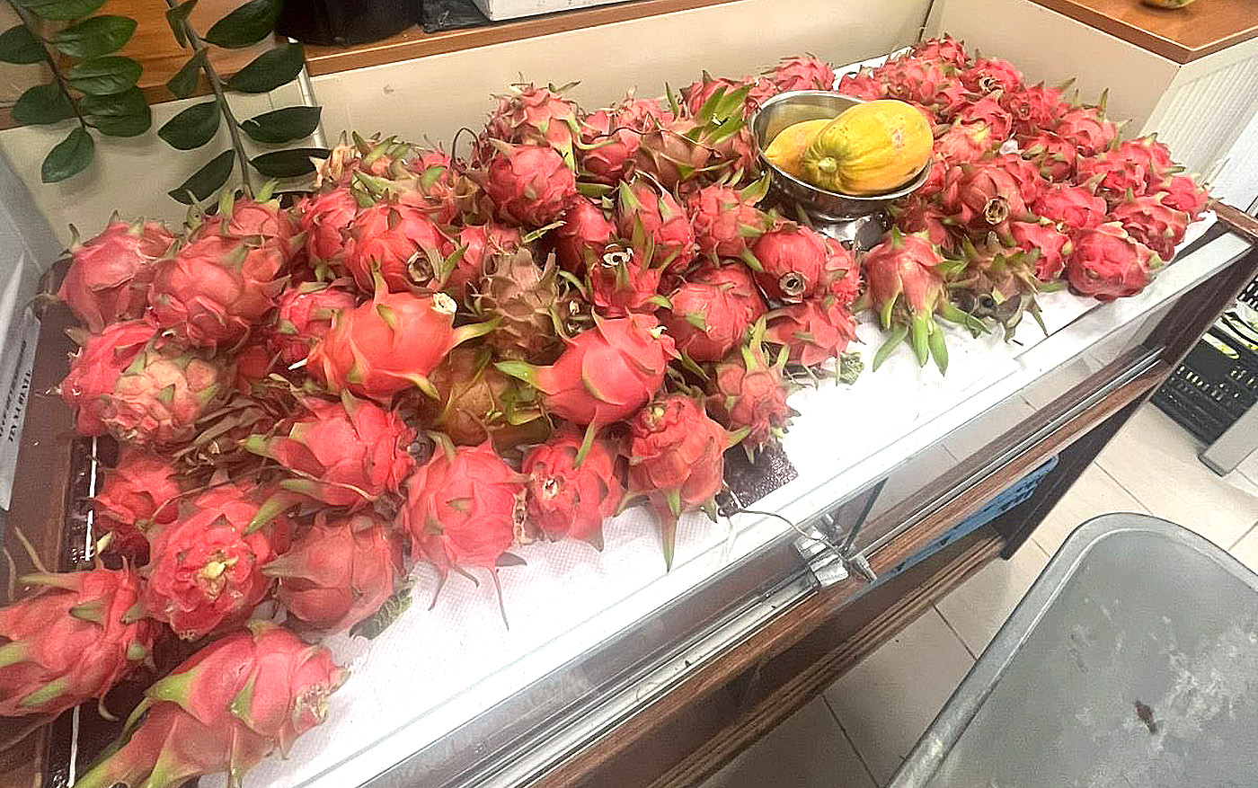 Hopi cosecha di Pitaya y Comcomber chikito na Santa Rosa