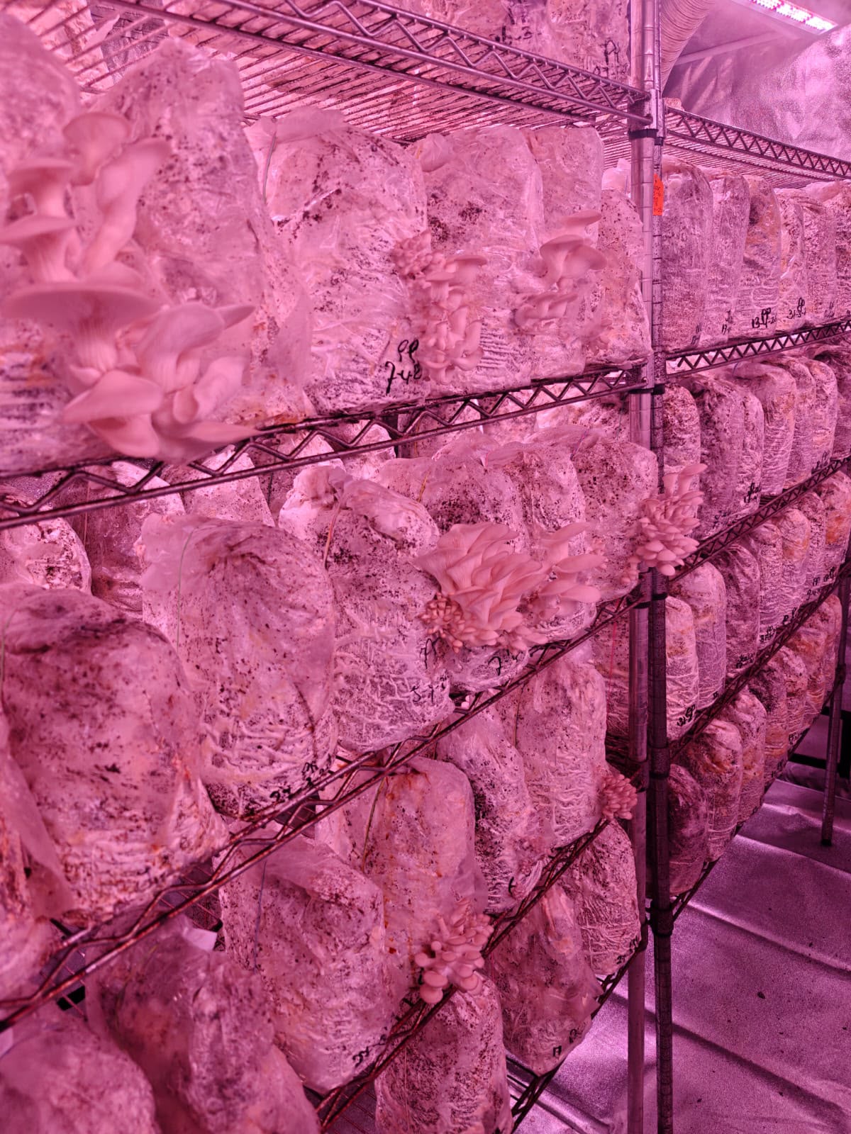 KEBA Botanicals ta cultiva futuro cu mushrooms local