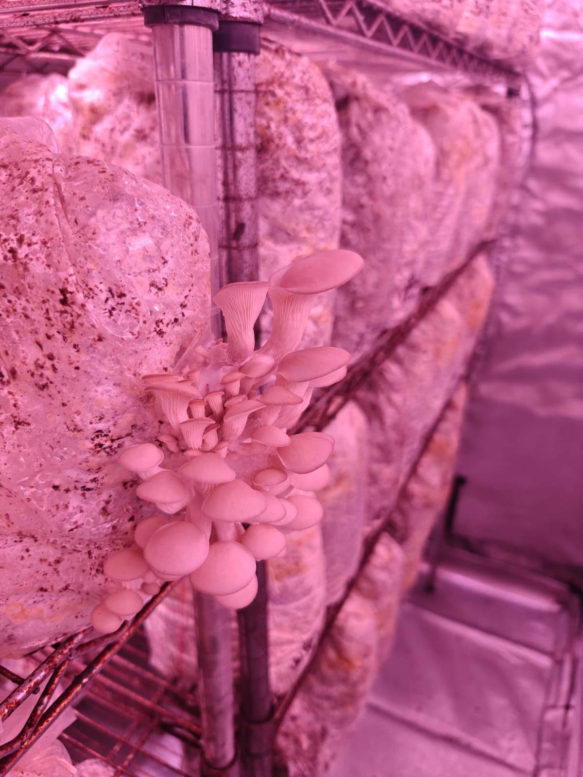 KEBA Botanicals ta cultiva futuro cu mushrooms local
