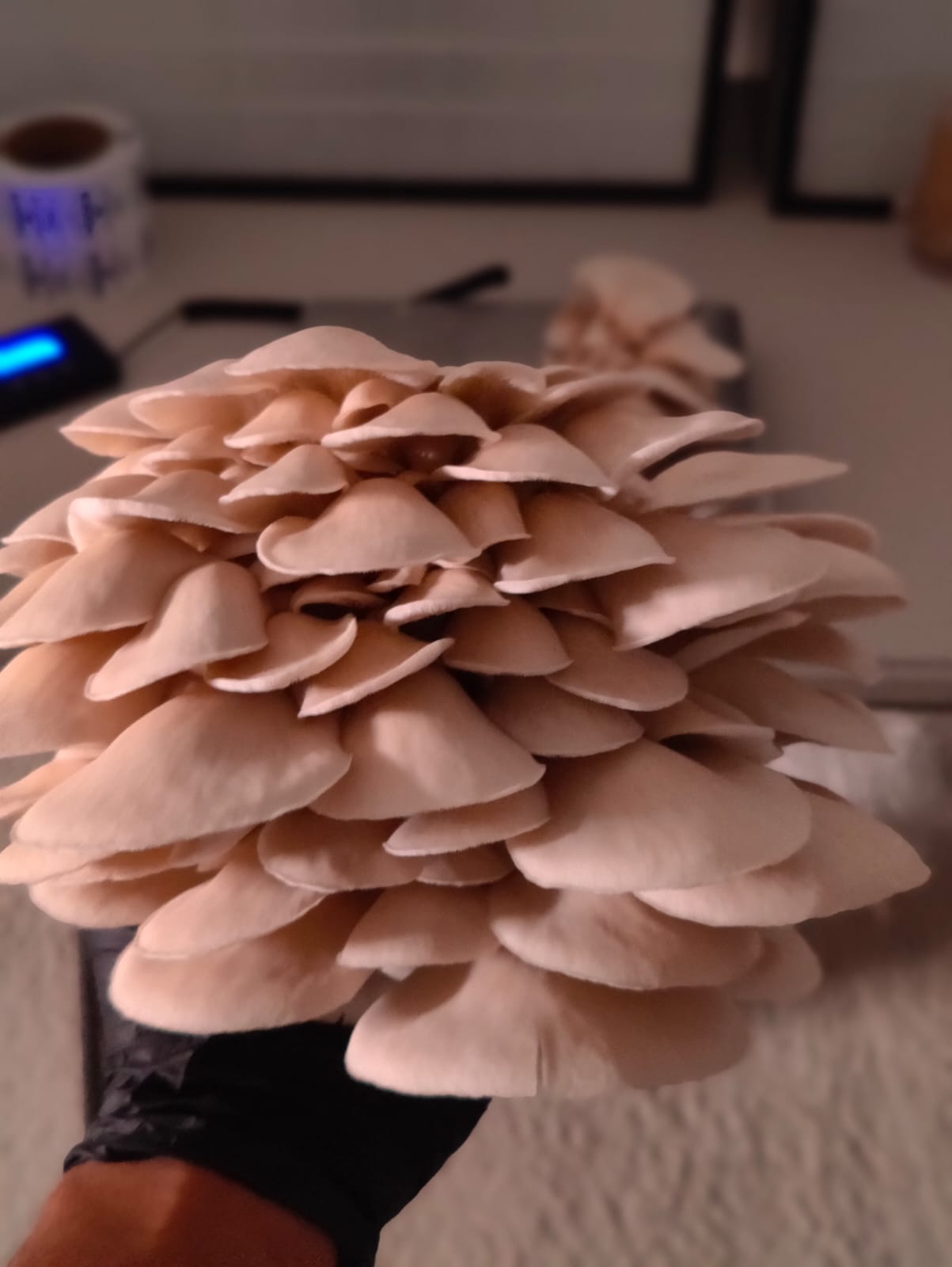 KEBA Botanicals ta cultiva futuro cu mushrooms local