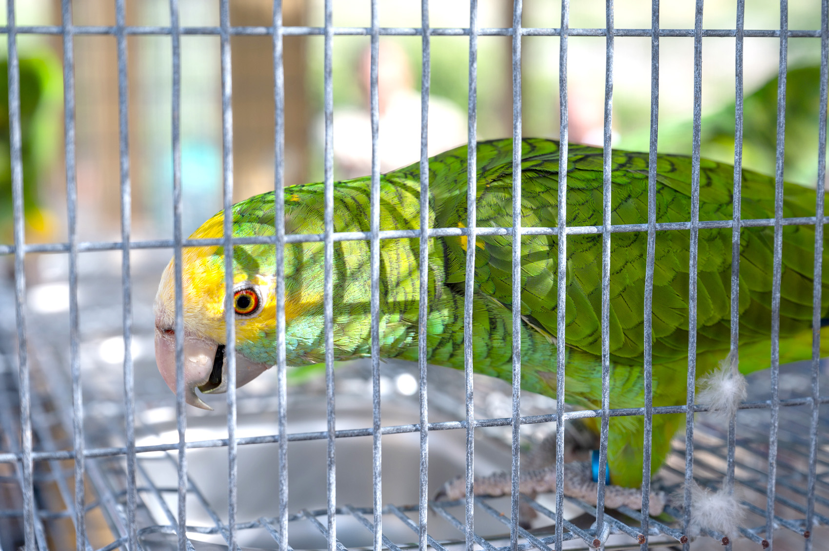 Ministro Ursell Arends hunto cu Prinses Beatrix a presencia e proyecto ...