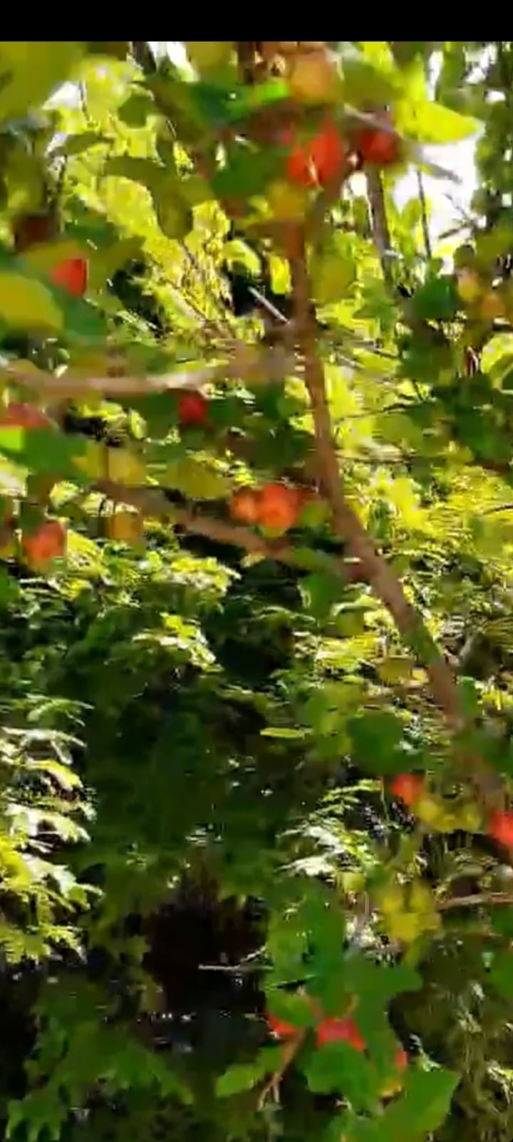 Monton di Shimarucu ya caba creciendo den mondi