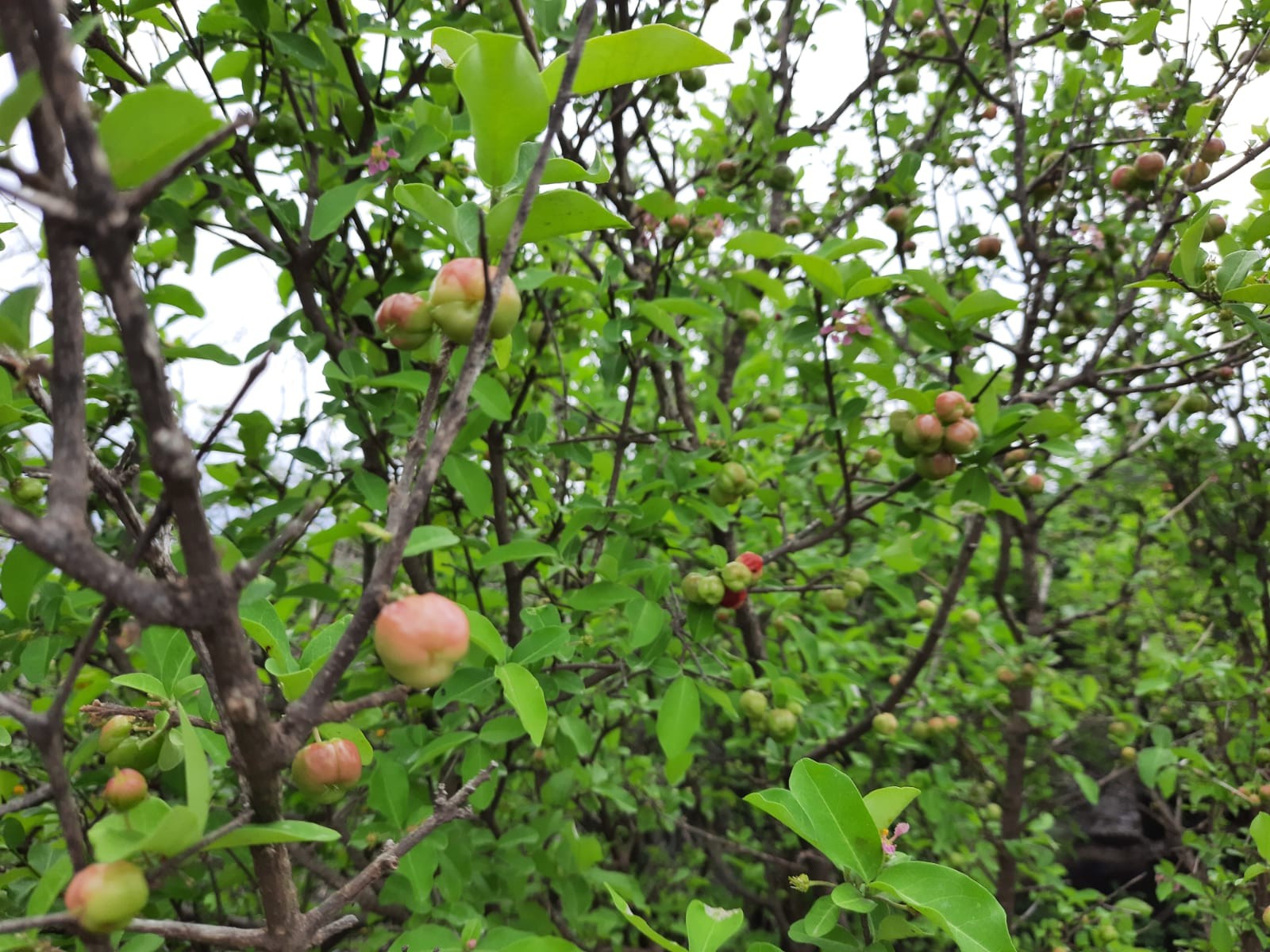 Monton di Shimarucu ya caba creciendo den mondi