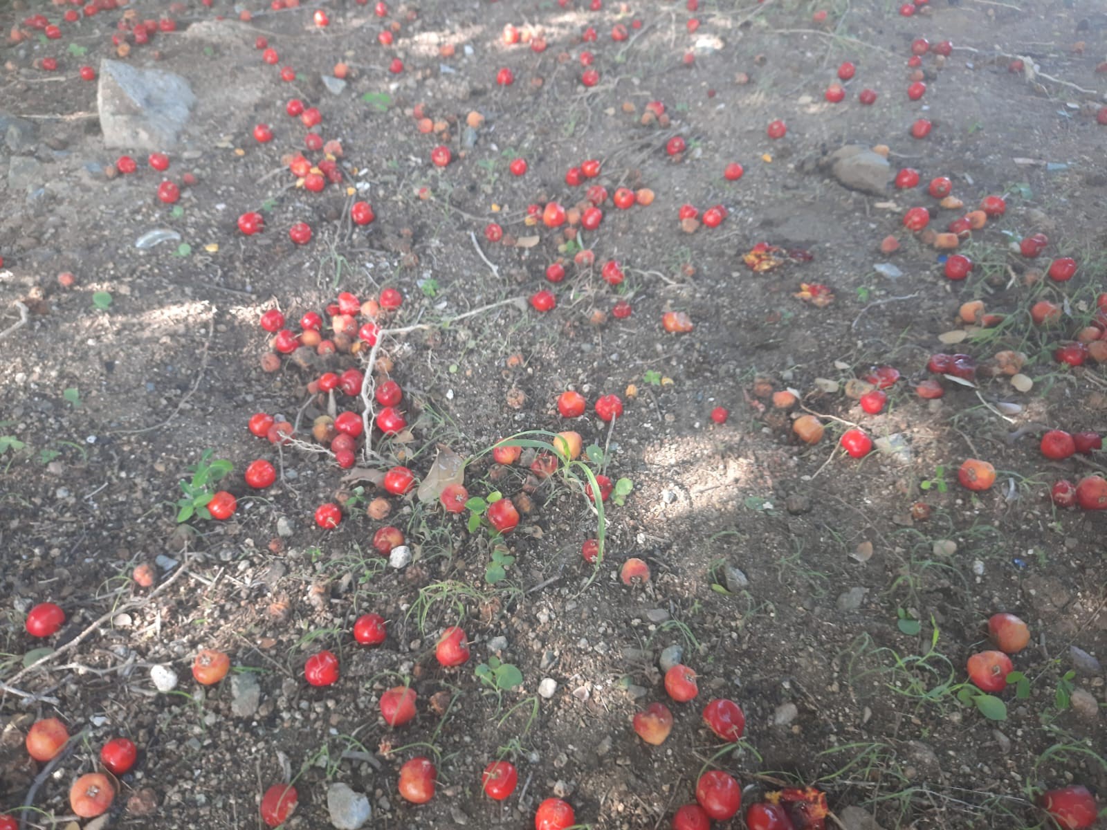 Para auto banda di caminda pa asina recoge Shimarucu