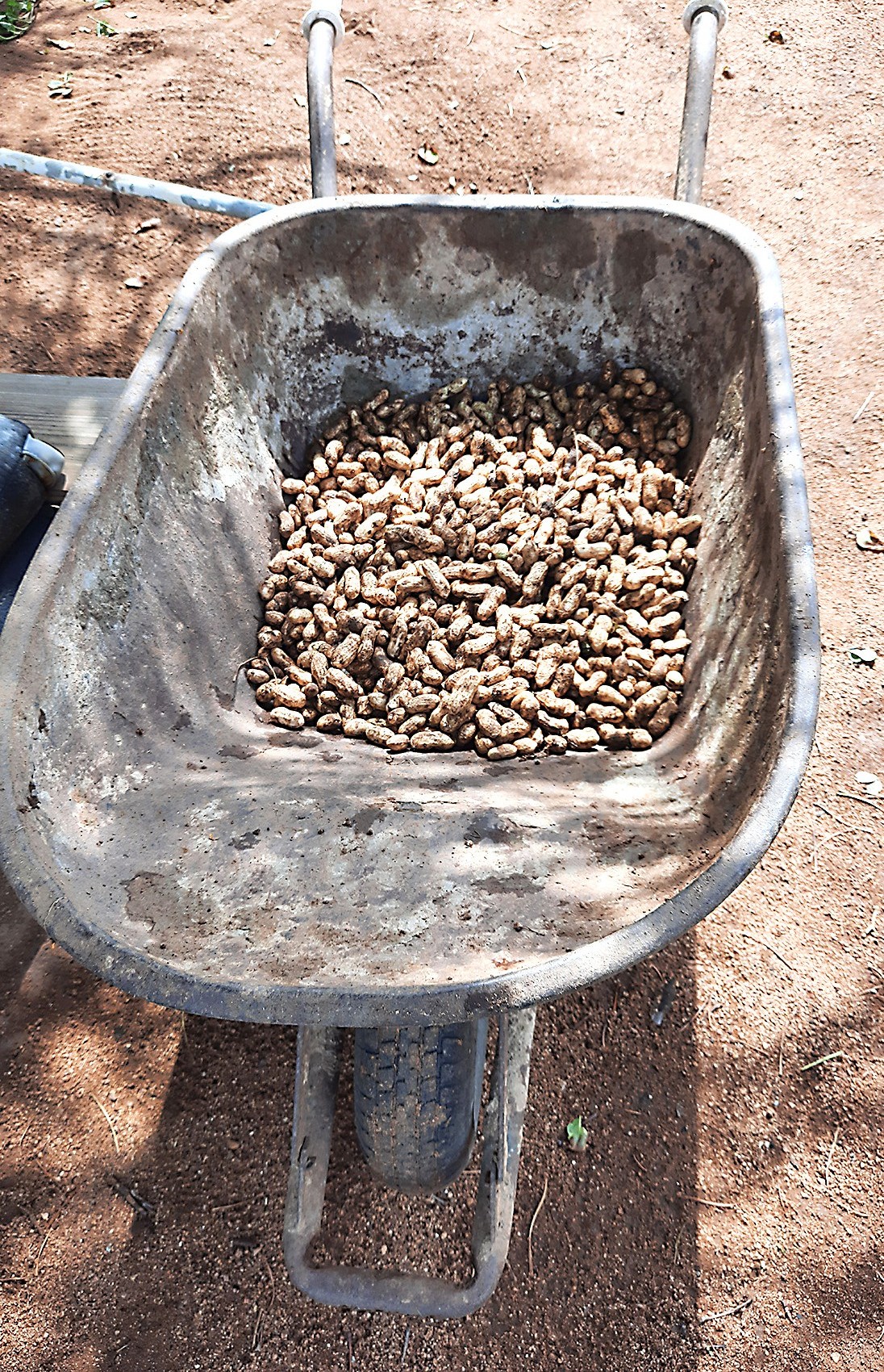 Docente di scol ta gozando di su pensiun den su cunucu cu yen cosecha